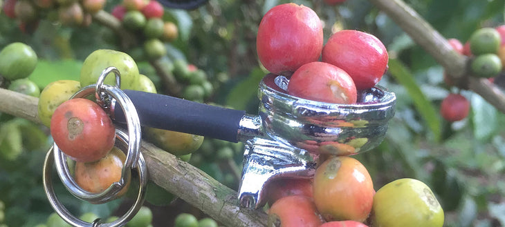 Ethiopian Coffee: Where Coffee Began - Whole Latte Love