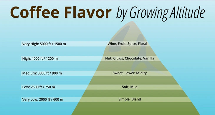 How to Make Coffee – Whole Latte Love